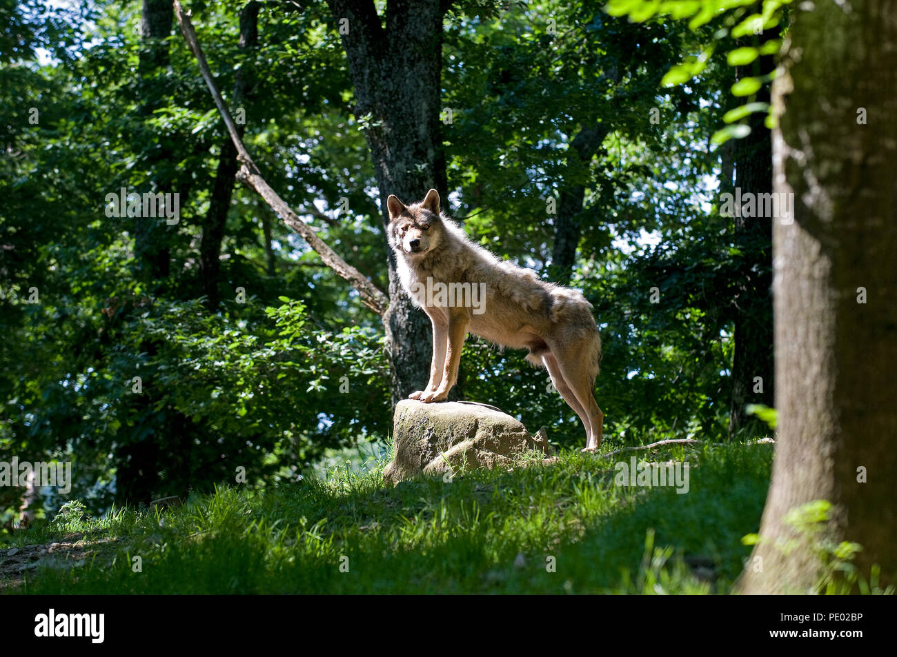 Europäischer grauer wolf -Fotos und -Bildmaterial in hoher Auflösung ...