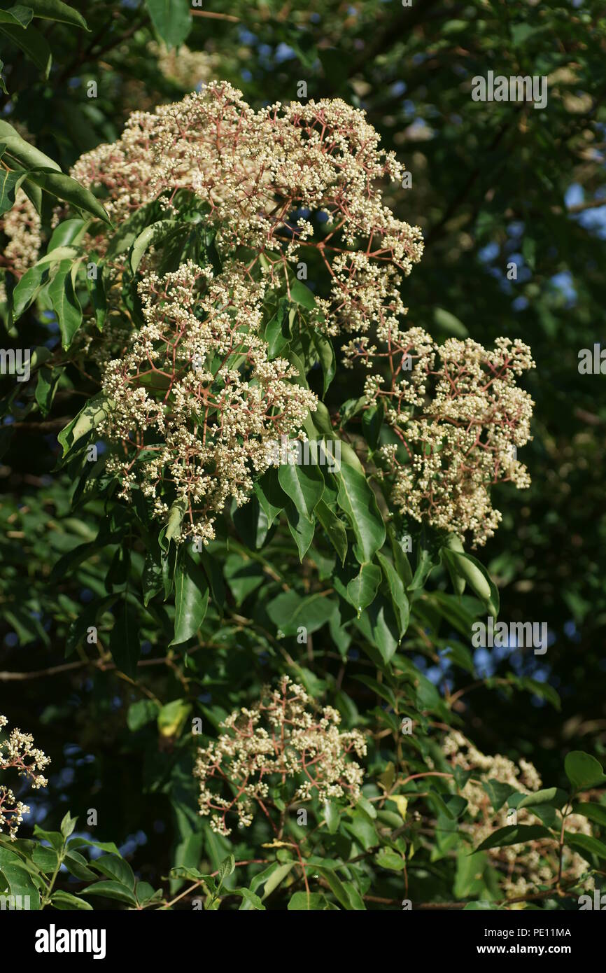 Euodia daniellii -Fotos und -Bildmaterial in hoher Auflösung – Alamy
