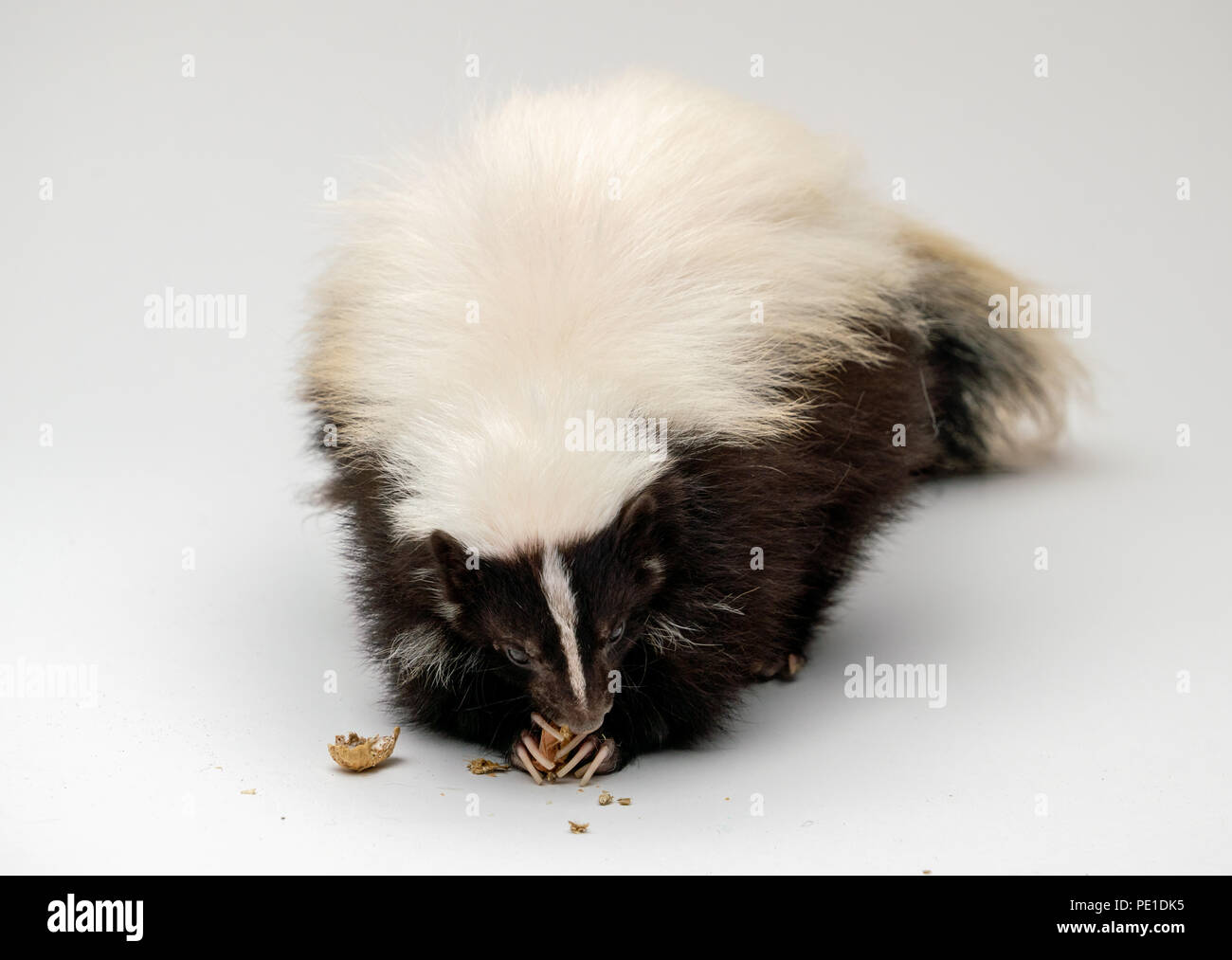 Stinktier mit schwanz -Fotos und -Bildmaterial in hoher Auflösung – Alamy