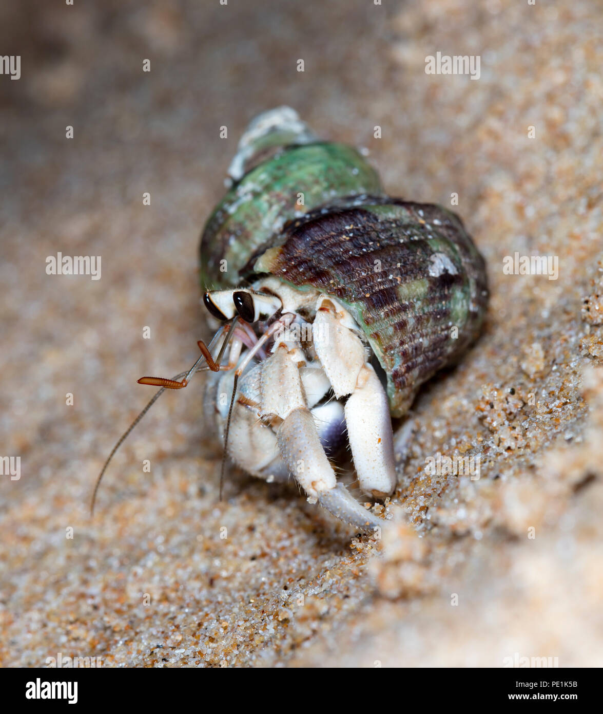Kleiner einsiedlerkrebs -Fotos und -Bildmaterial in hoher Auflösung – Alamy