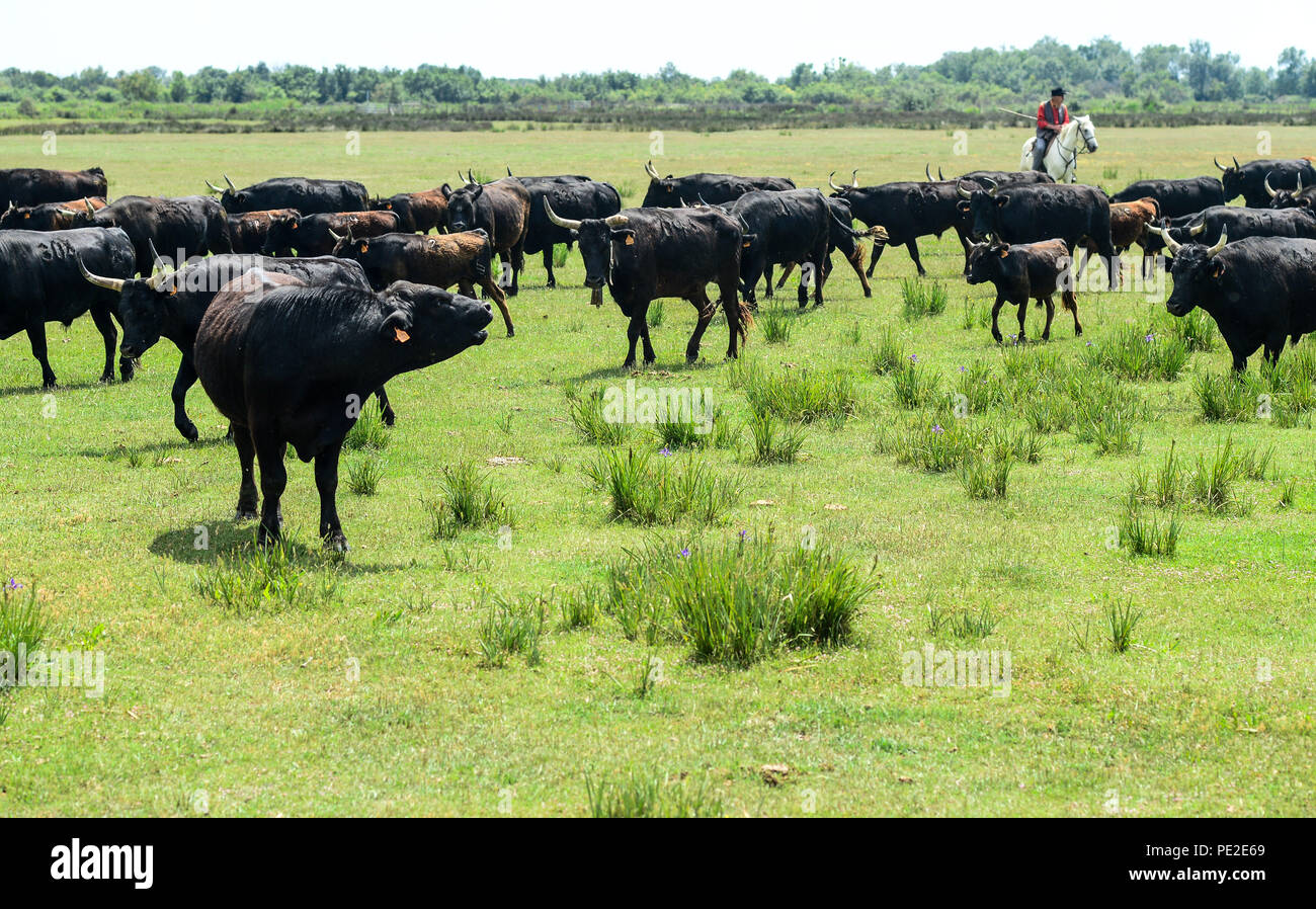 Kreuzfahrt Touristen ein Pferd und Stier Bauernhof mit jungen Pferden ...