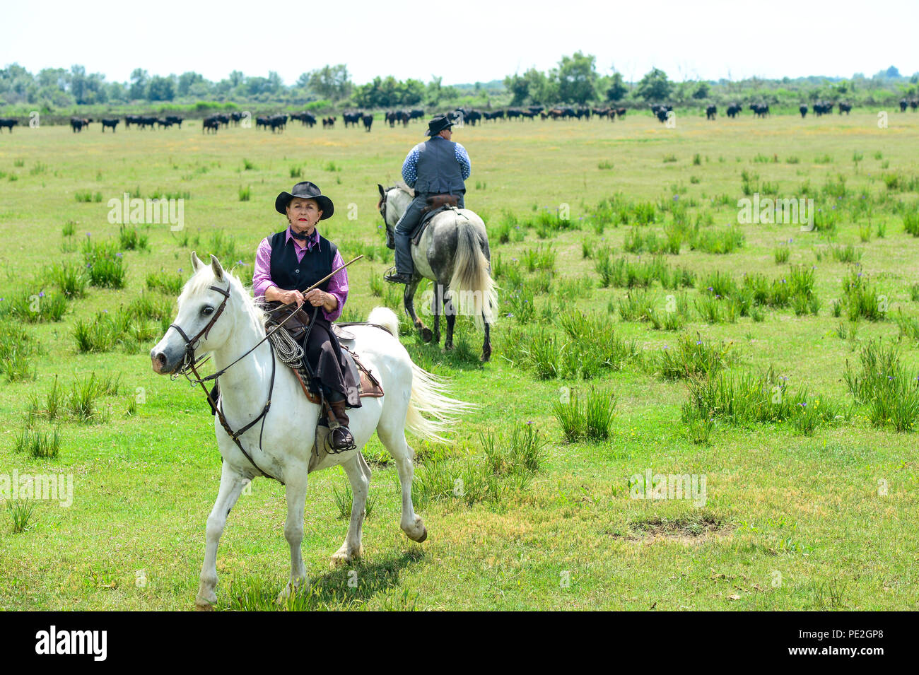 Kreuzfahrt Touristen ein Pferd und Stier Bauernhof mit jungen Pferden ...