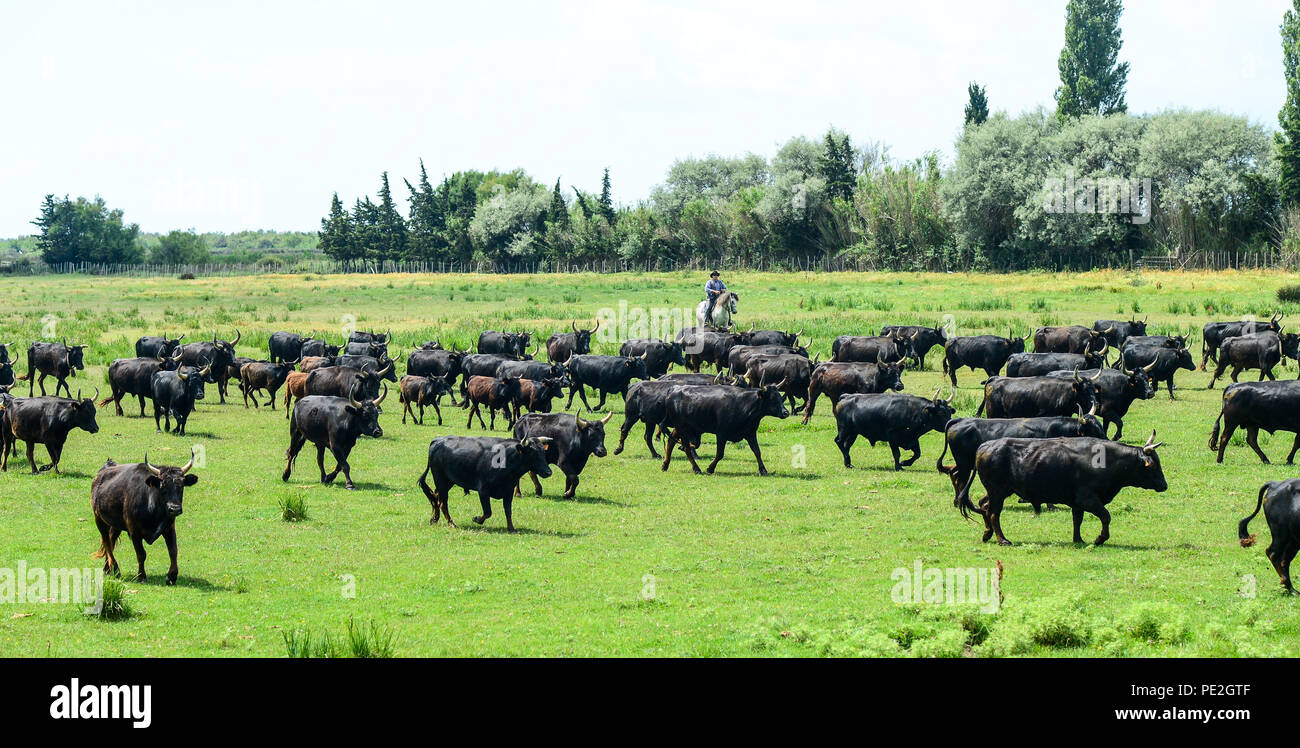 Kreuzfahrt Touristen ein Pferd und Stier Bauernhof mit jungen Pferden ...