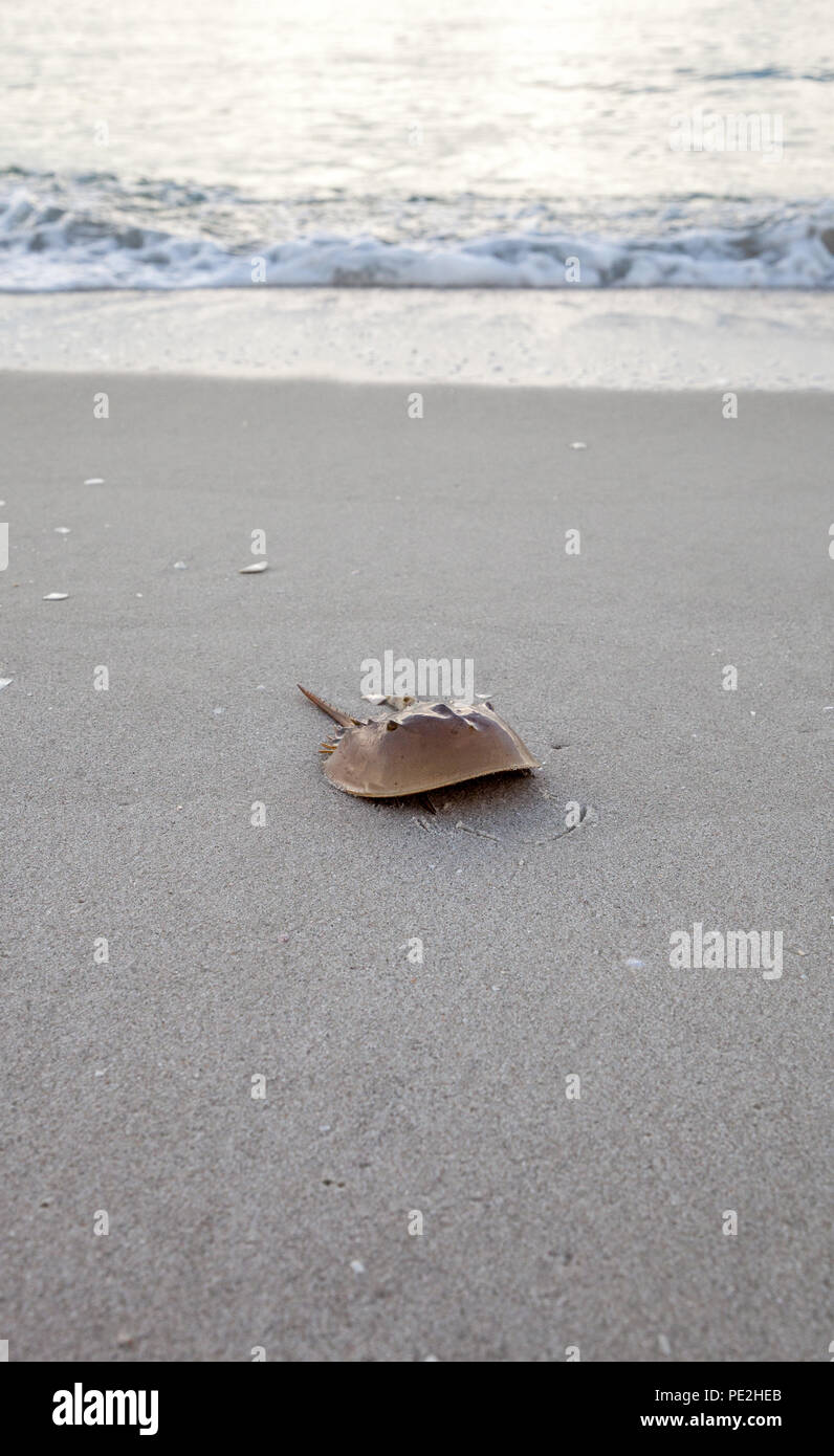 Atlantic Horseshoe crab Limulus polyphemus Spaziergänge am weißen ...