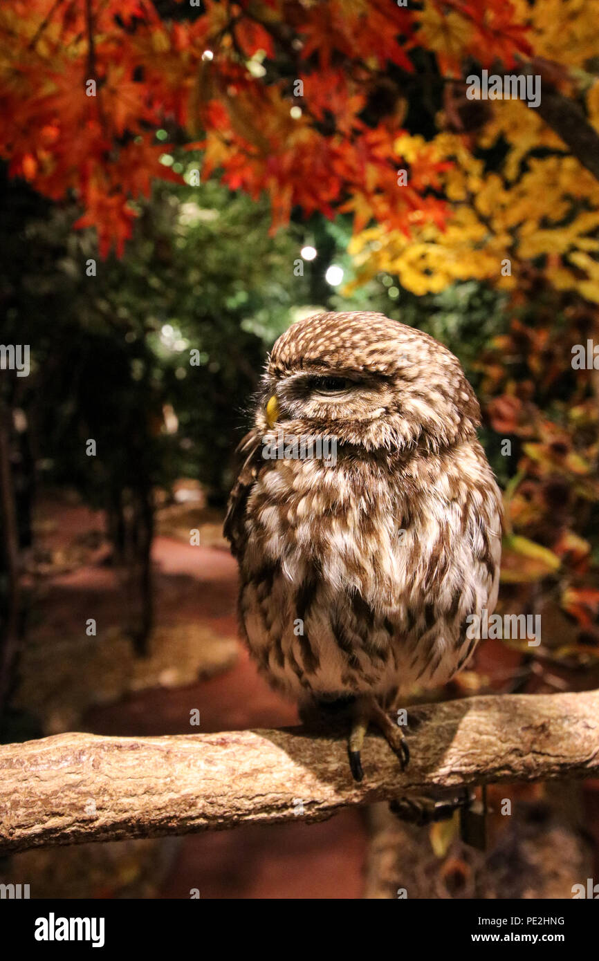 Asiatische eulen -Fotos und -Bildmaterial in hoher Auflösung – Alamy
