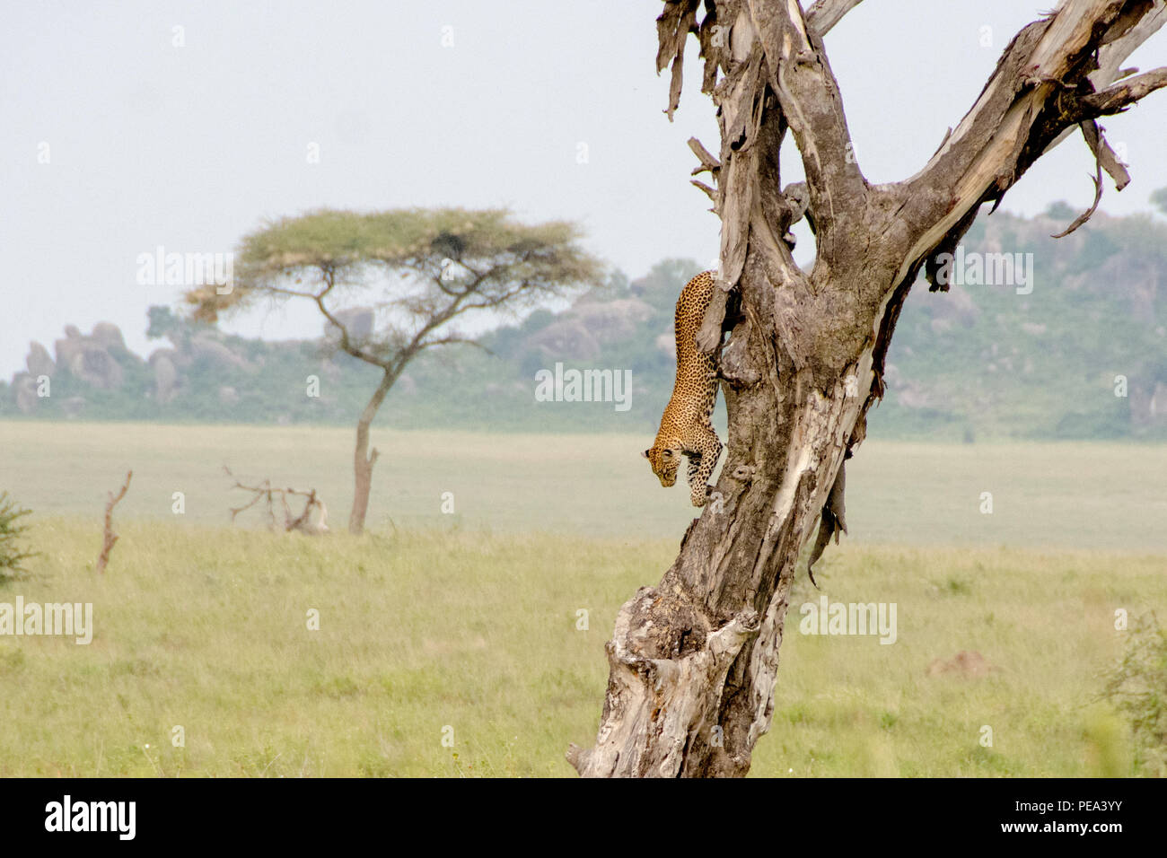 Zentraler serengeti leopard -Fotos und -Bildmaterial in hoher Auflösung ...