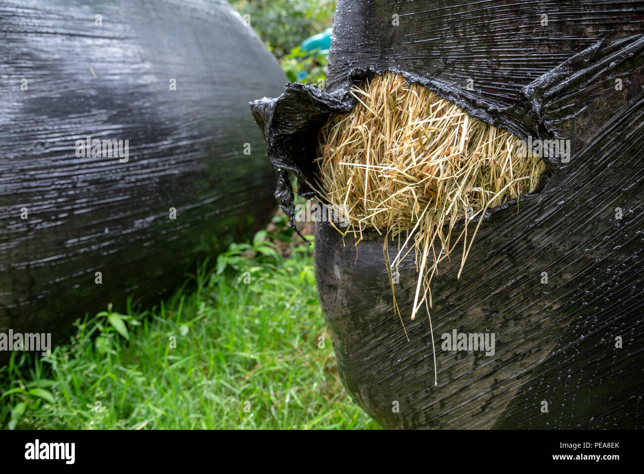 Dexters Rinder Stockfotos und -bilder Kaufen - Alamy