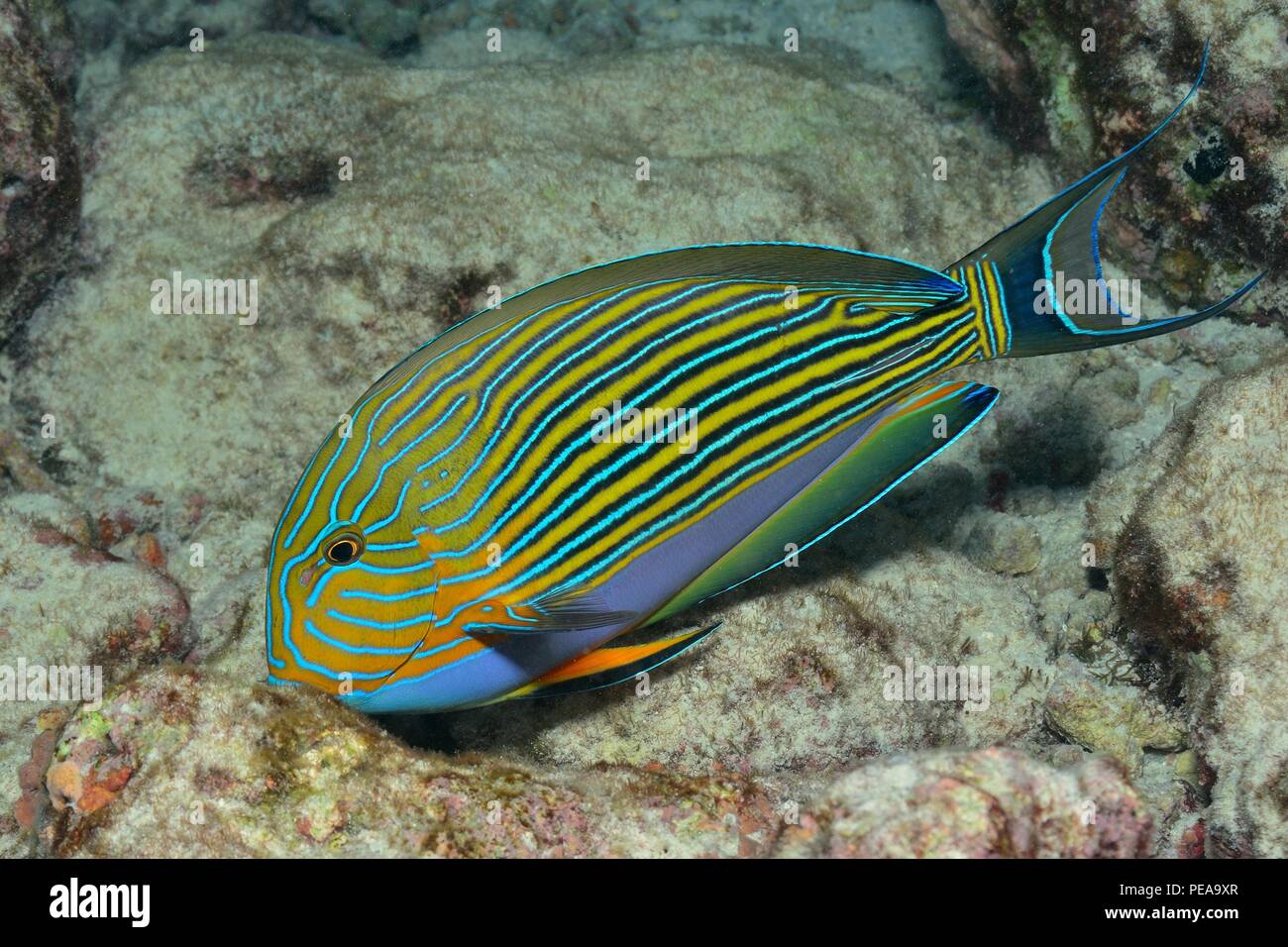 Blaustreifen-Doktorfisch, Doktorfische, Acanthurus lineatus, Malediven ...