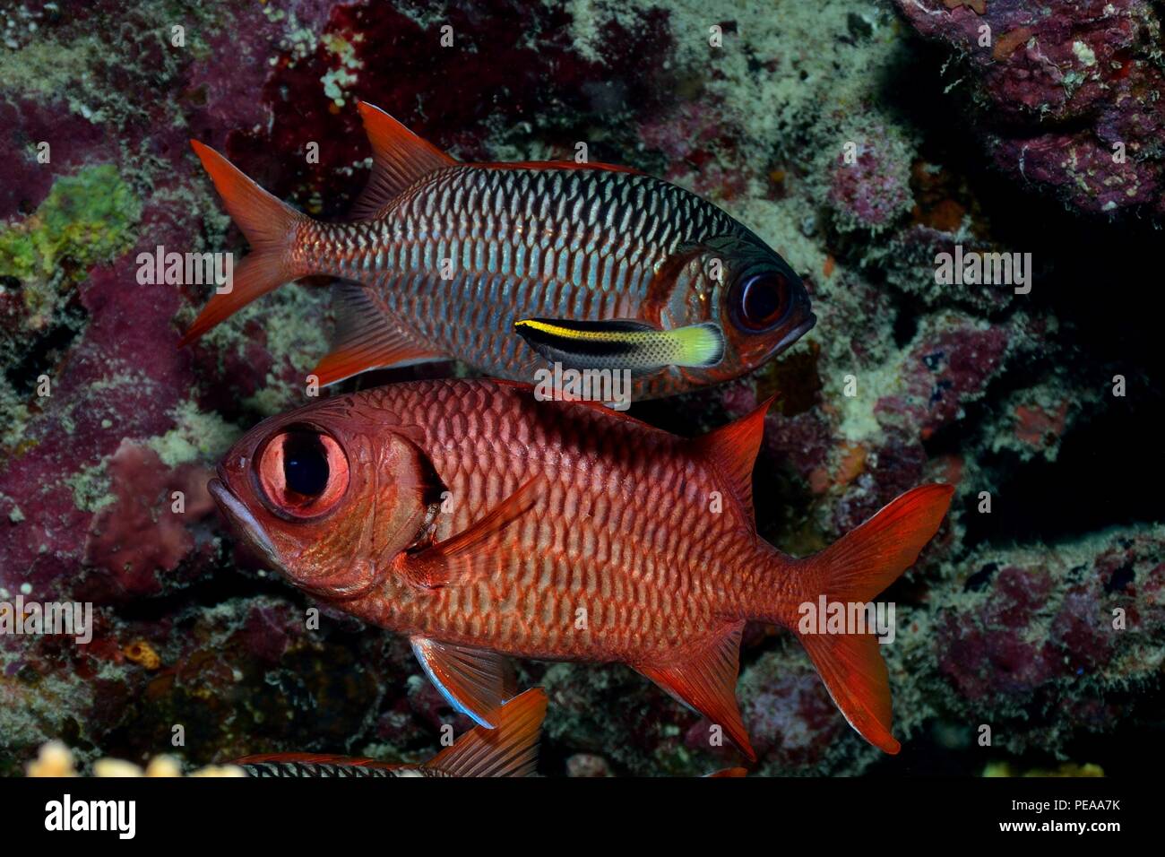 Myripristis violacea -Fotos und -Bildmaterial in hoher Auflösung – Alamy