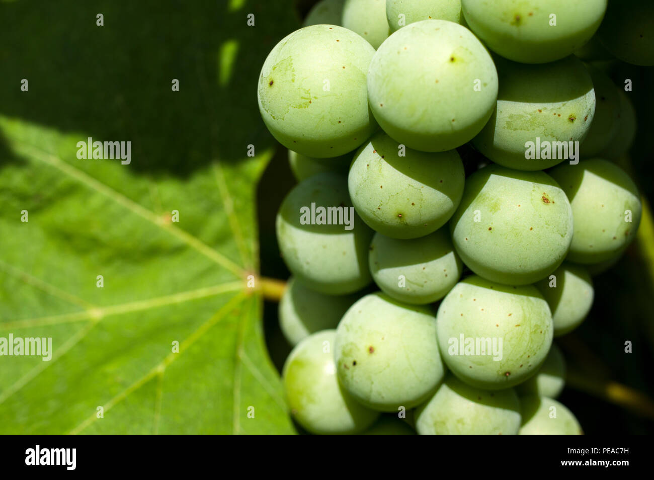 Fuchs traube vitis labrusca -Fotos und -Bildmaterial in hoher Auflösung ...