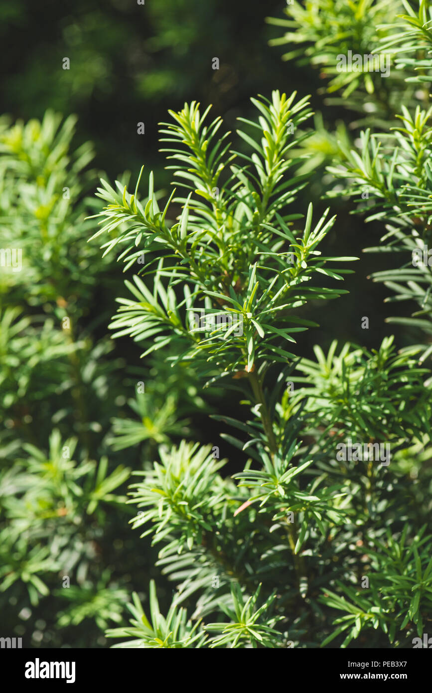 Gemahlene hemlocktanne -Fotos und -Bildmaterial in hoher Auflösung – Alamy
