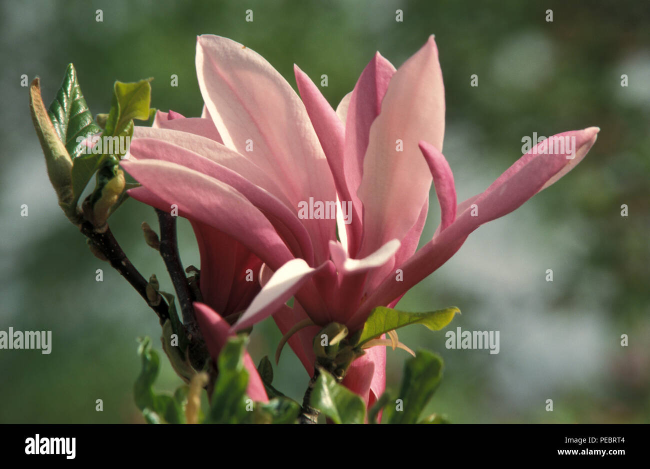 JUDY MAGNOLIA (MAGNOLIA X JUDY) MAGNOLIA KOSAR - DE VOS HYBRID ...