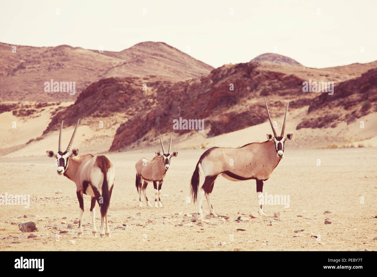 Namibische fauna -Fotos und -Bildmaterial in hoher Auflösung – Alamy