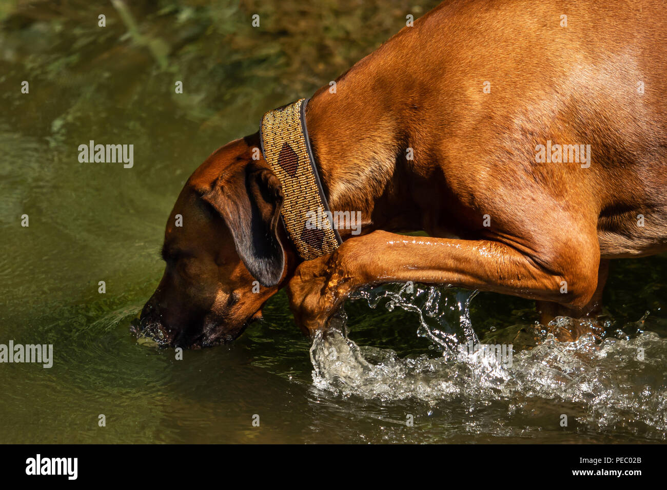 Rhodesian ridgeback weibchen -Fotos und -Bildmaterial in hoher ...