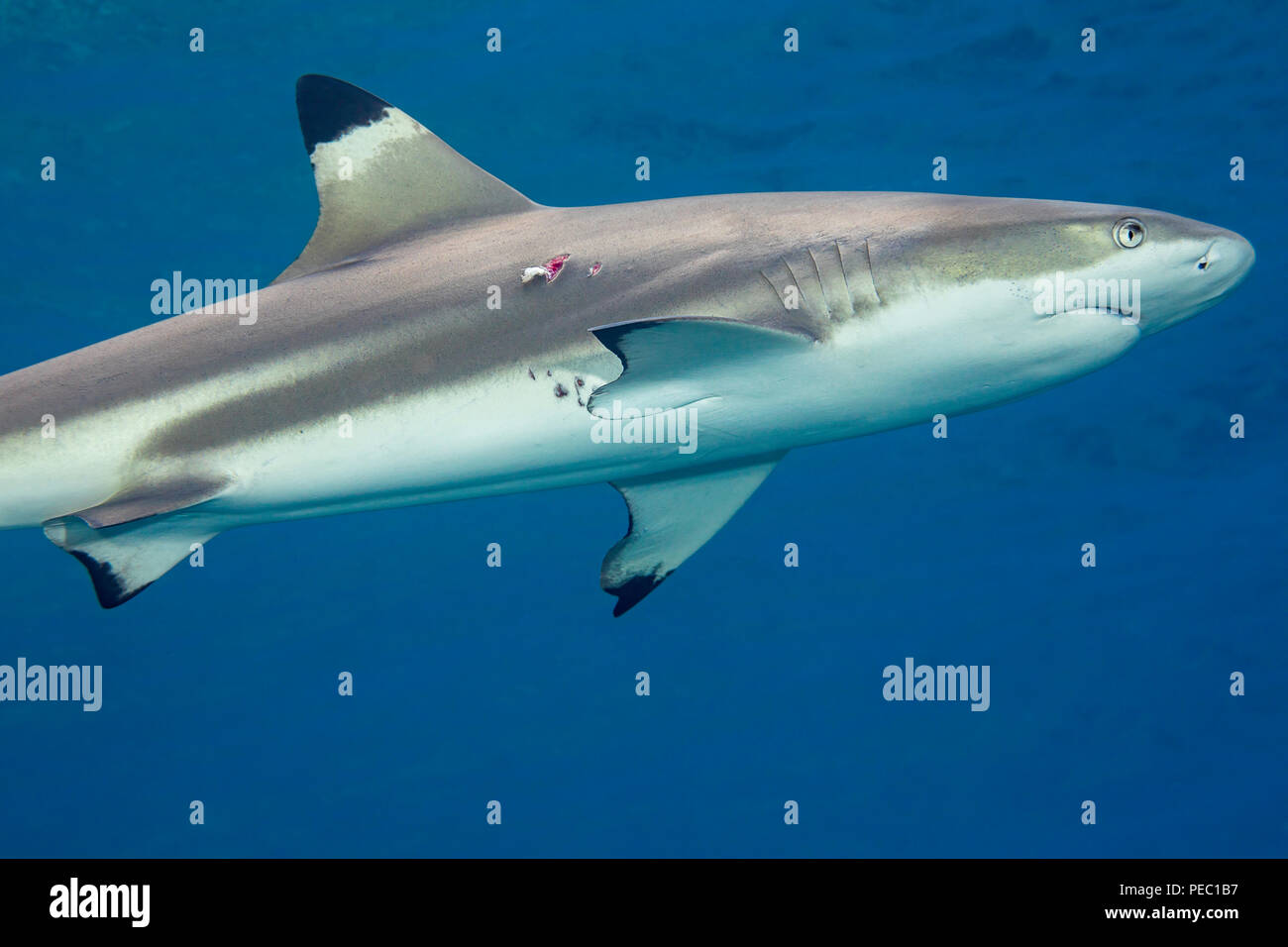 Schwarzer flossenhai -Fotos und -Bildmaterial in hoher Auflösung – Alamy