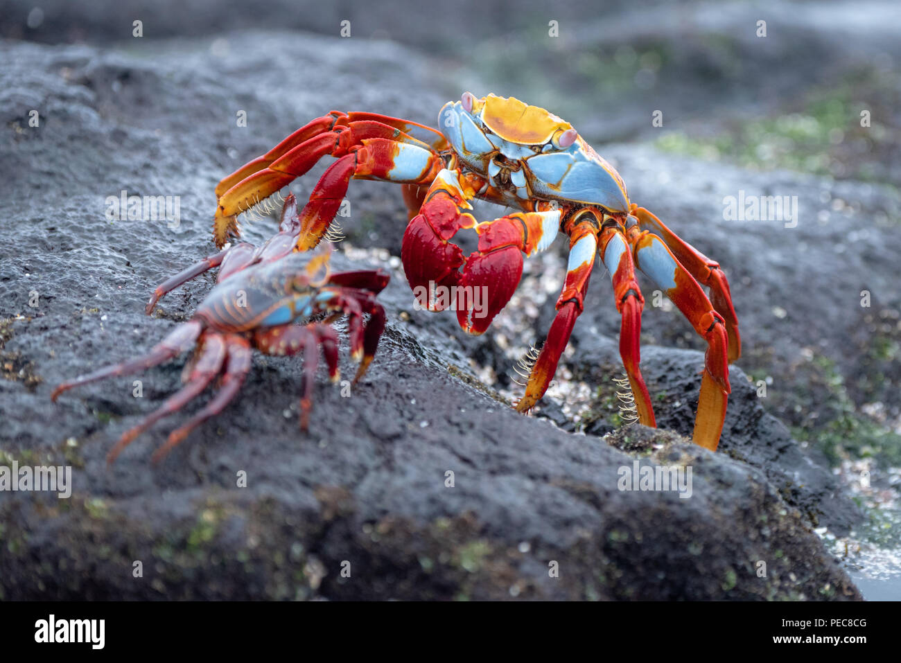 Sally shell -Fotos und -Bildmaterial in hoher Auflösung – Alamy