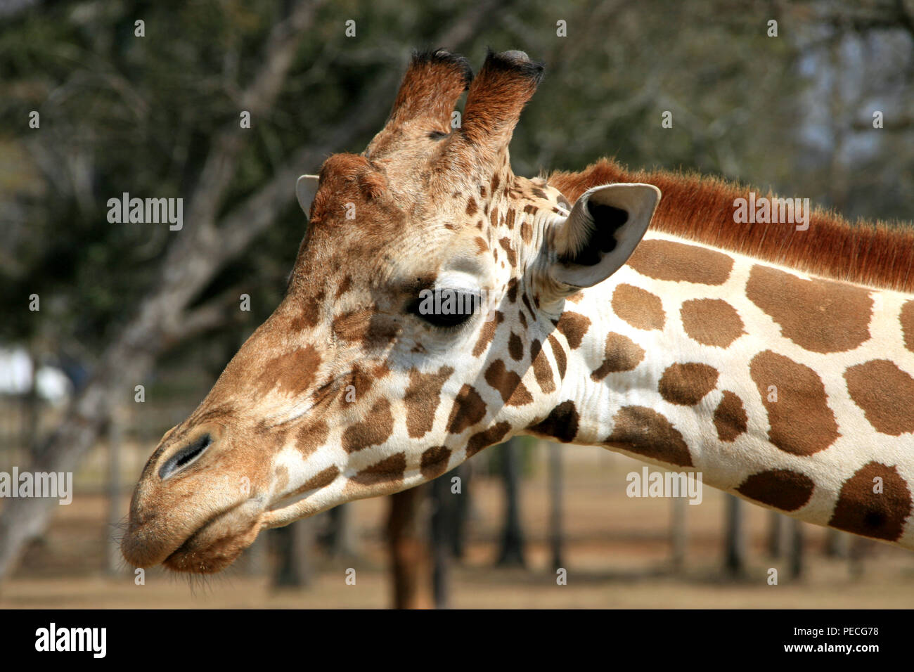 Giraffe ears -Fotos und -Bildmaterial in hoher Auflösung – Alamy