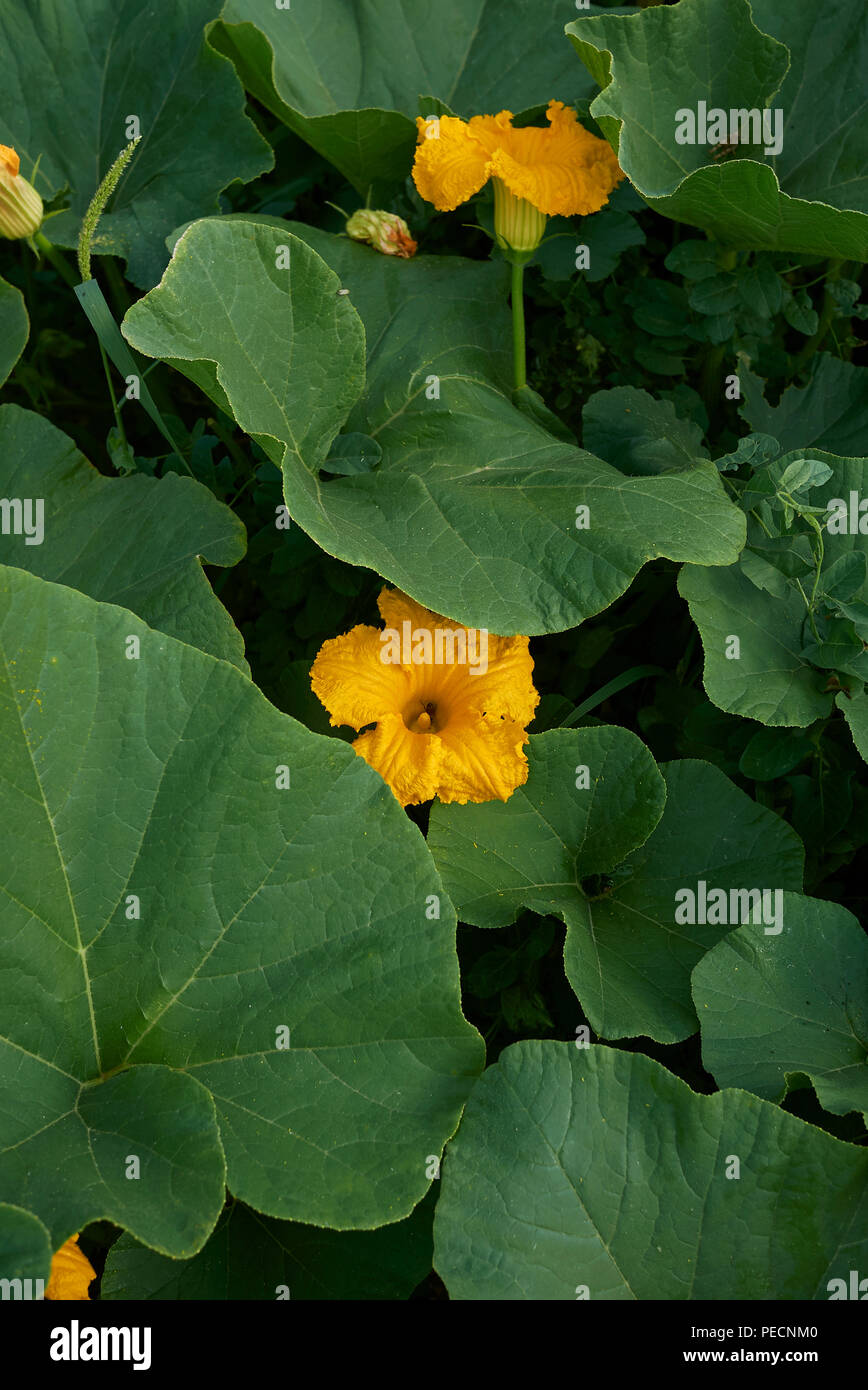 Agriculture cucurbita maxima vegetable -Fotos und -Bildmaterial in ...