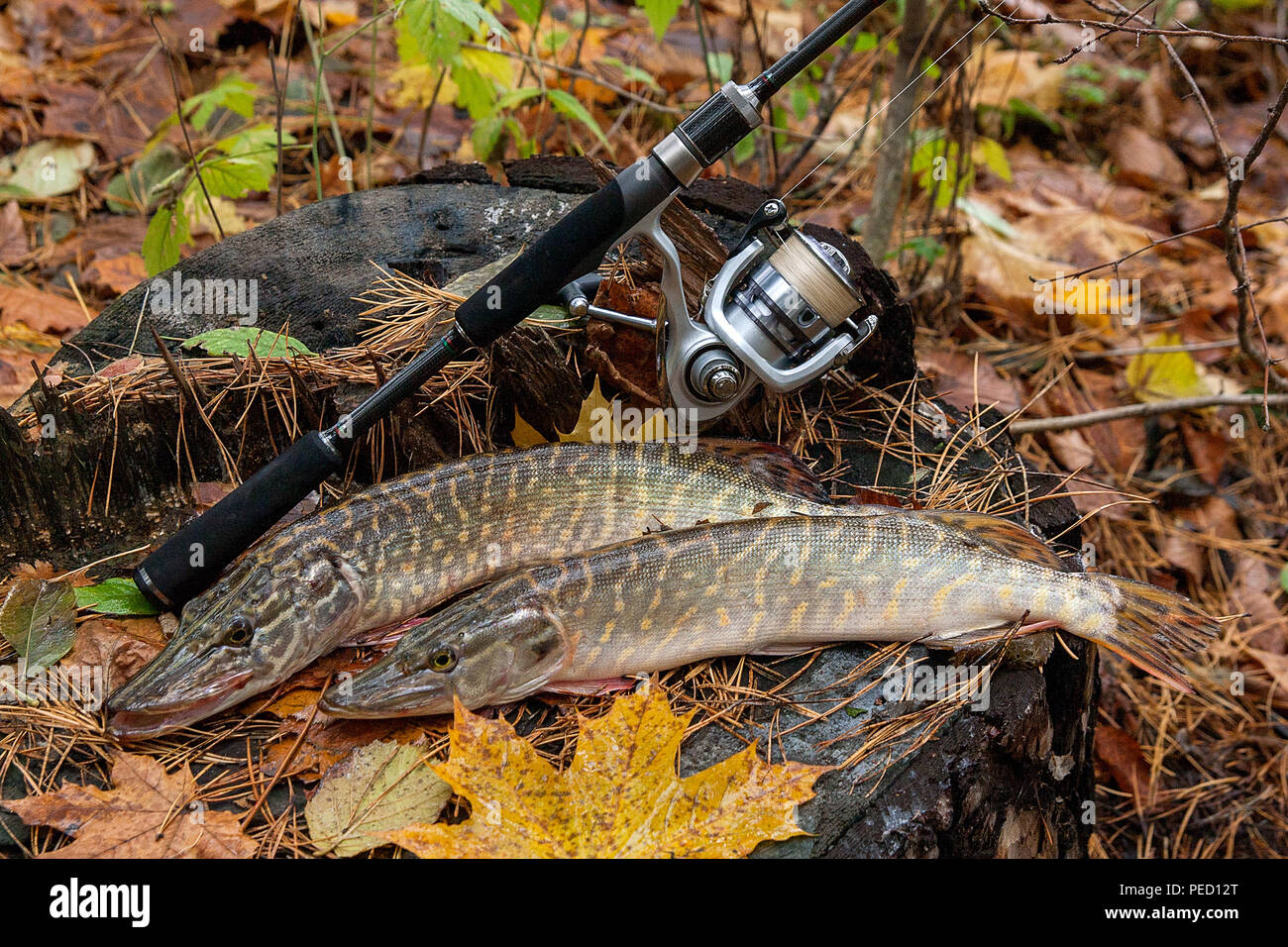 Süßwasser Hecht Fische kennen als Esox lucius liegen auf einem Holz ...