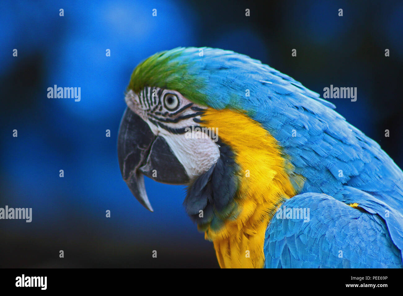 Blauara papagei -Fotos und -Bildmaterial in hoher Auflösung – Alamy