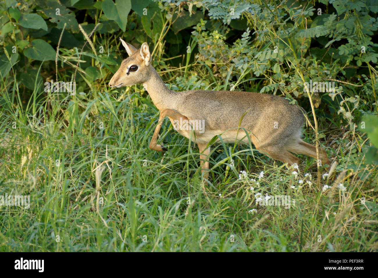 Weibliche Kirk-Dikdik (dik-dik) in üppiger grüner Vegetation, Samburu ...