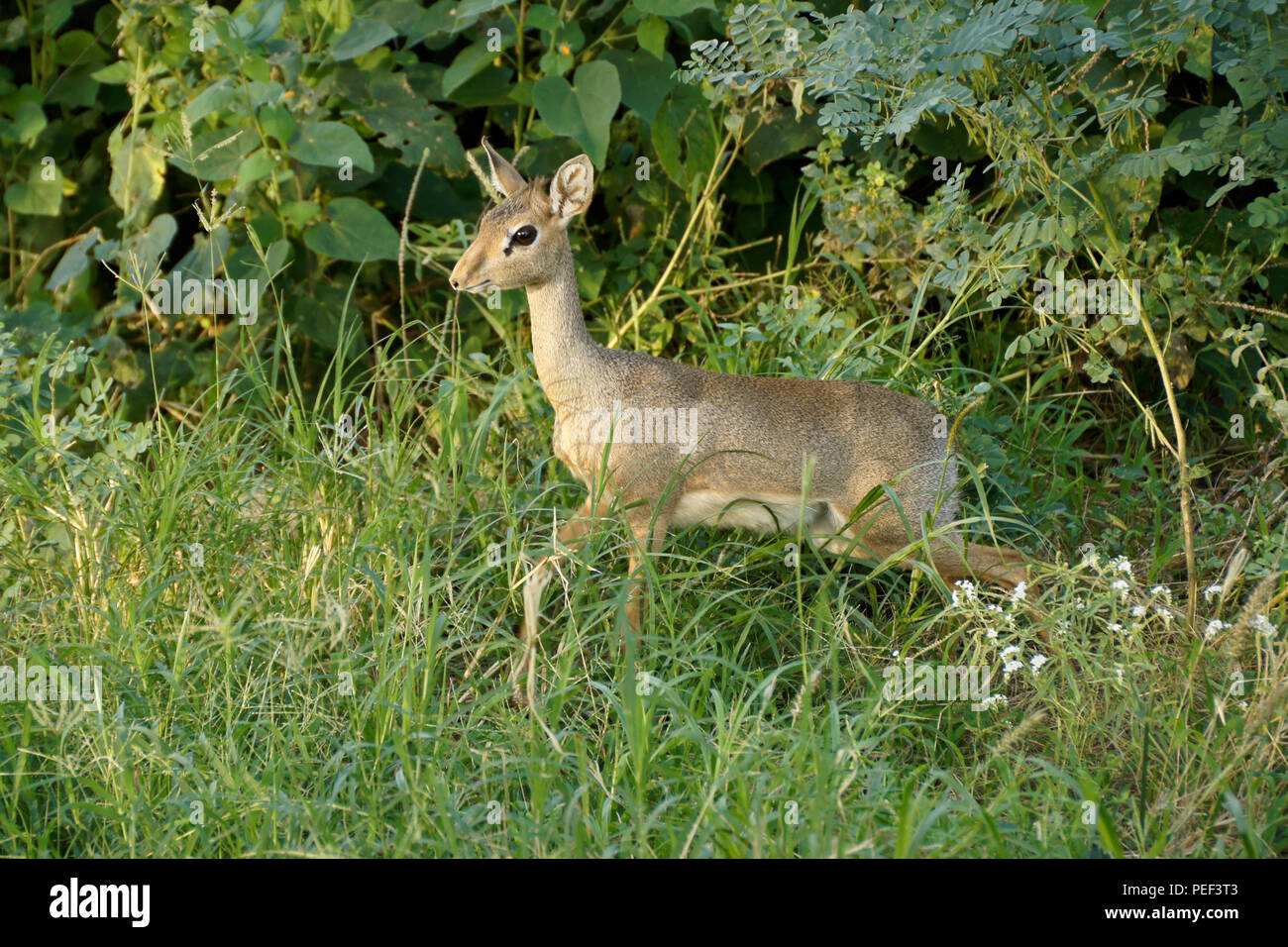 Weibliche Kirk-Dikdik (dik-dik) in üppiger grüner Vegetation, Samburu ...