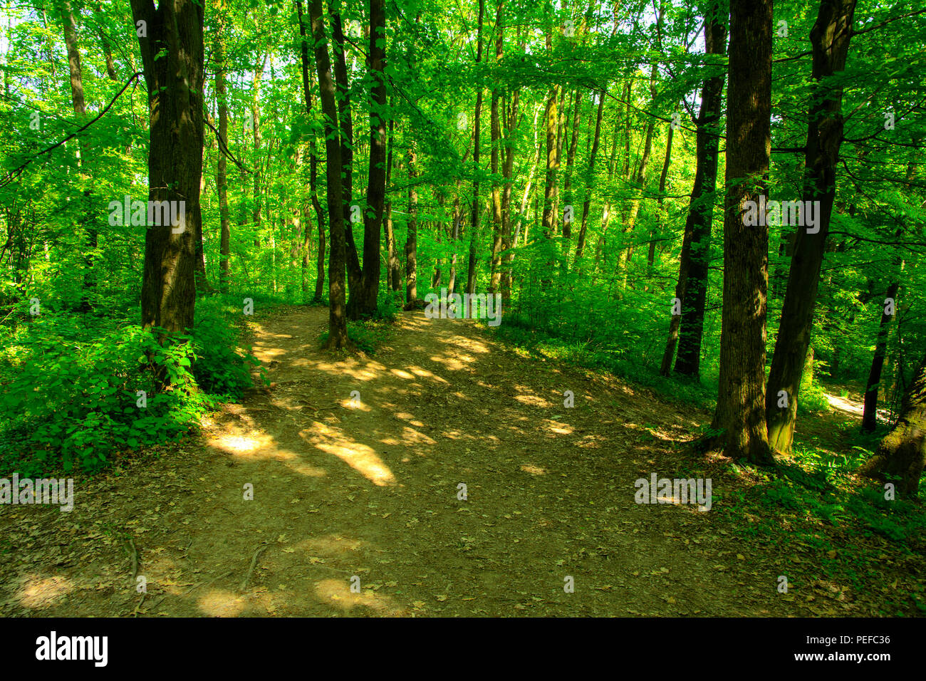 Zwei wege in einem wald -Fotos und -Bildmaterial in hoher Auflösung – Alamy