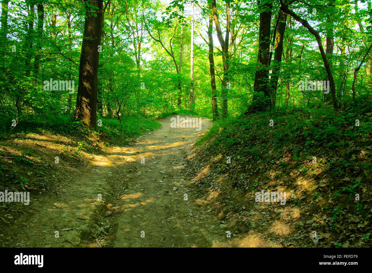 Zwei wege in einem wald -Fotos und -Bildmaterial in hoher Auflösung – Alamy