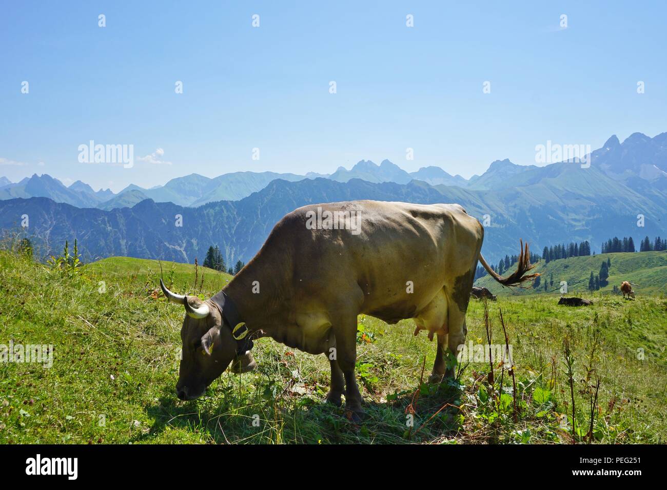 Allgau cow -Fotos und -Bildmaterial in hoher Auflösung – Alamy