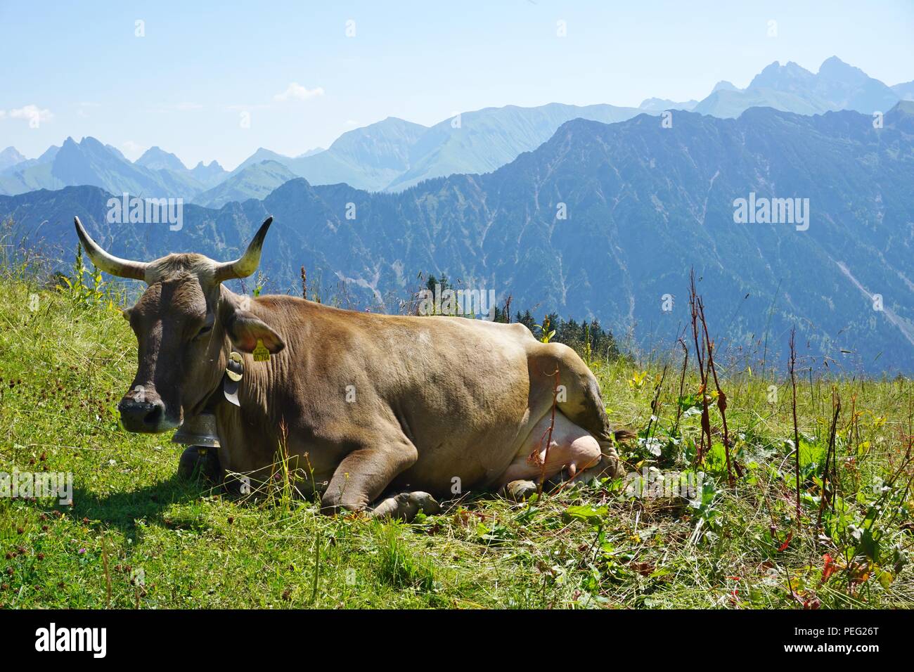 Allgau cow -Fotos und -Bildmaterial in hoher Auflösung – Alamy