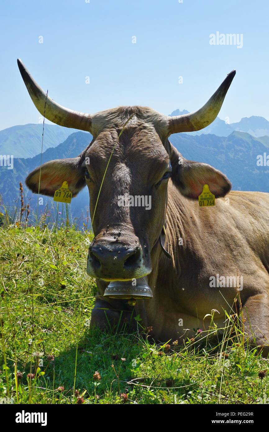 Allgau cow -Fotos und -Bildmaterial in hoher Auflösung – Alamy