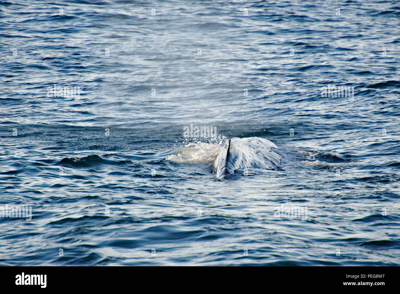 Riesiger pottwal -Fotos und -Bildmaterial in hoher Auflösung – Alamy