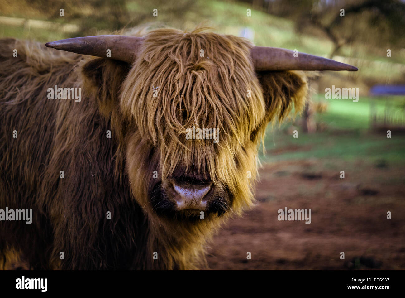 Stier deutschland -Fotos und -Bildmaterial in hoher Auflösung – Alamy