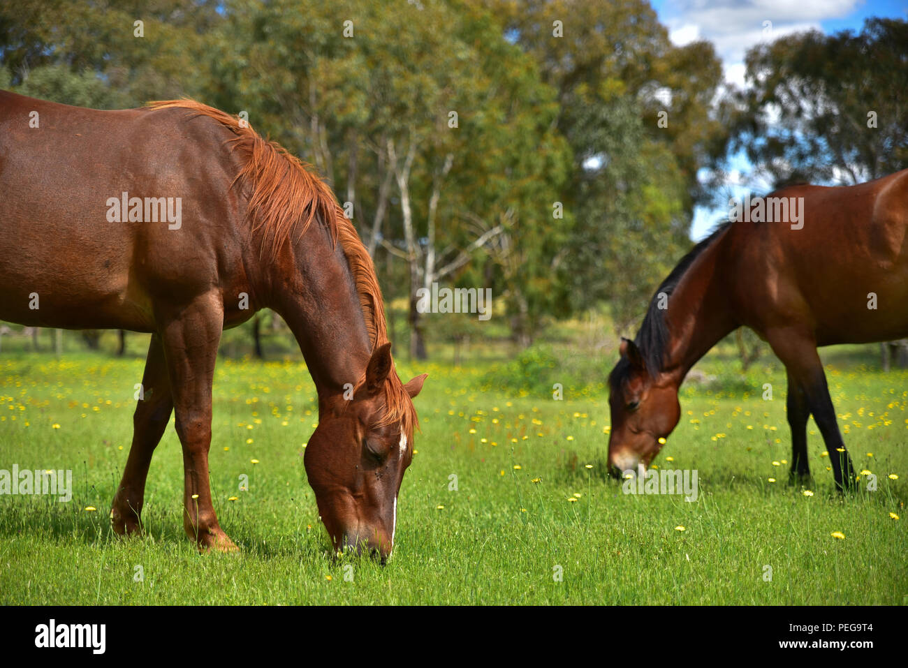 Pferd essen Gras in einer Farm Stockfotografie - Alamy
