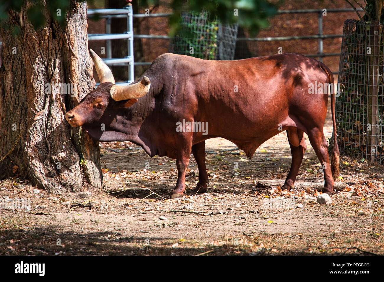 Braun watussi -Fotos und -Bildmaterial in hoher Auflösung – Alamy