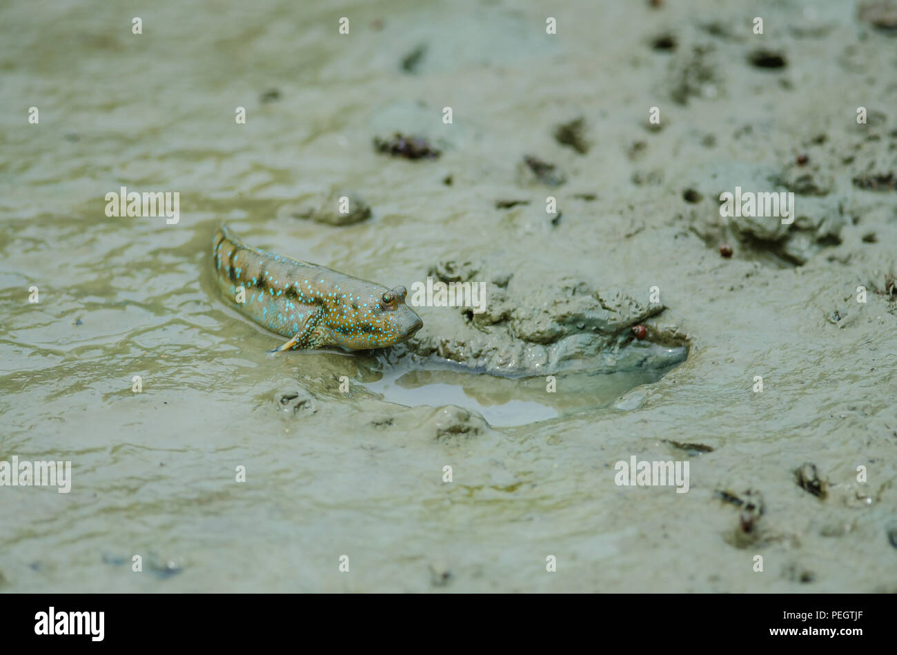 Schlammspringer fisch -Fotos und -Bildmaterial in hoher Auflösung – Alamy