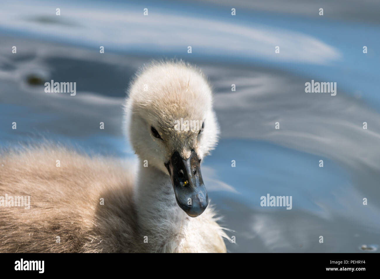 Schöne junge baby Schwan schwimmt auf dem Wasser. Ein Vogel ist ca. 2 ...