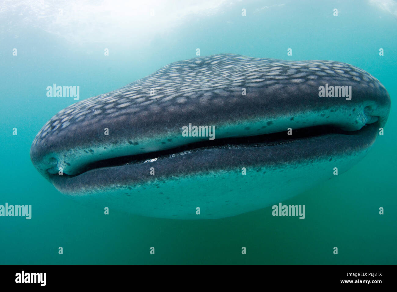 Whale sharks -Fotos und -Bildmaterial in hoher Auflösung – Alamy