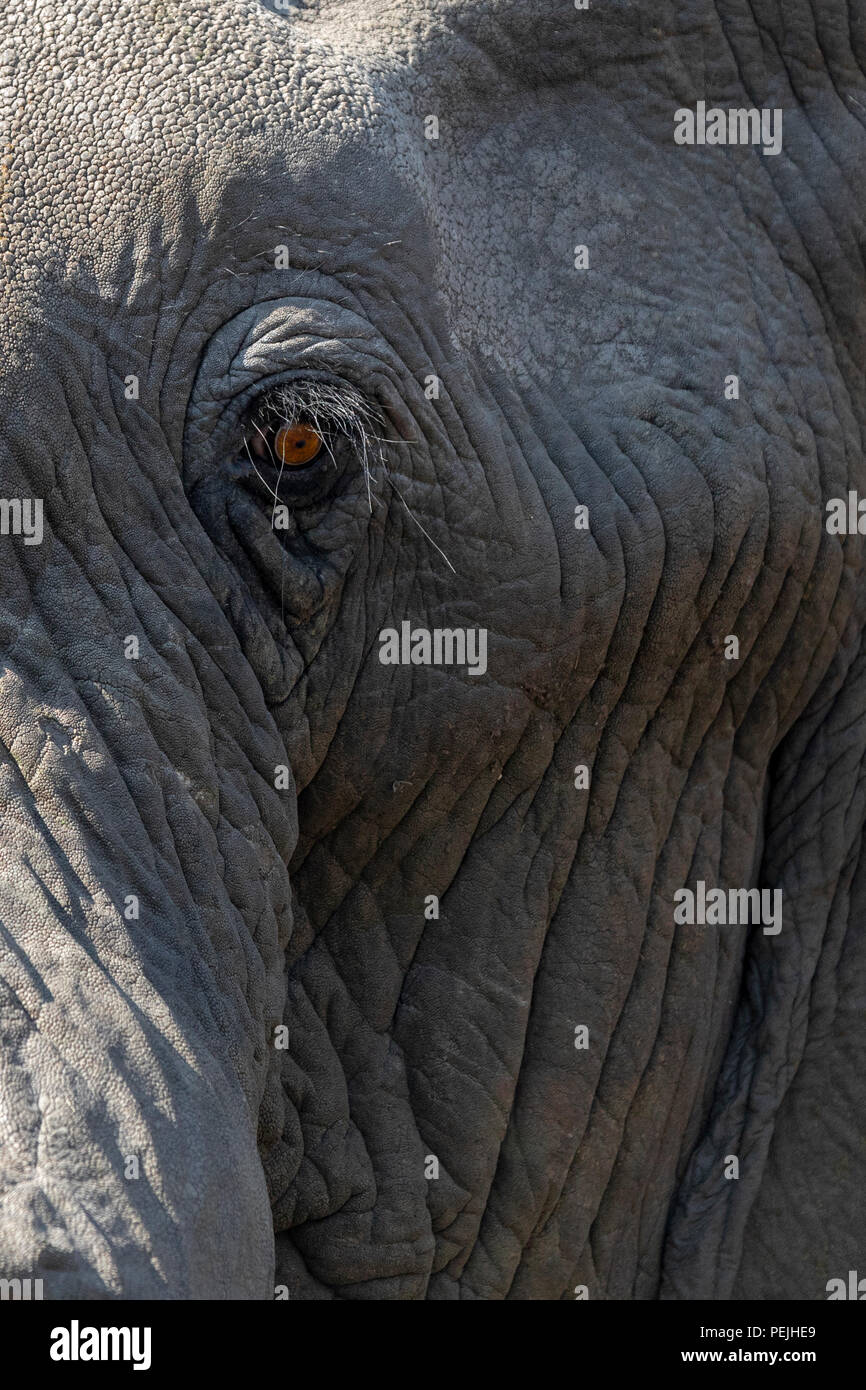 Elephant eyelash eyelashes eye -Fotos und -Bildmaterial in hoher ...