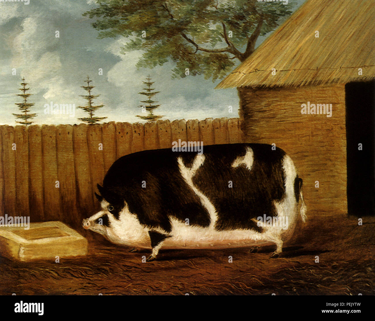Fettes schwein -Fotos und -Bildmaterial in hoher Auflösung – Alamy