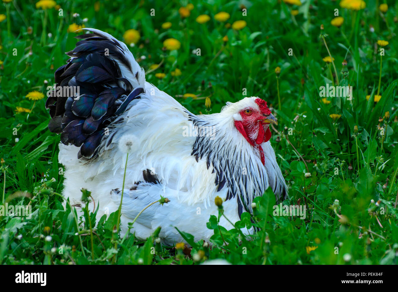 Einen sehr großen Brahma Huhn mit einem Arco roten Kamm auf dem Kopf ...