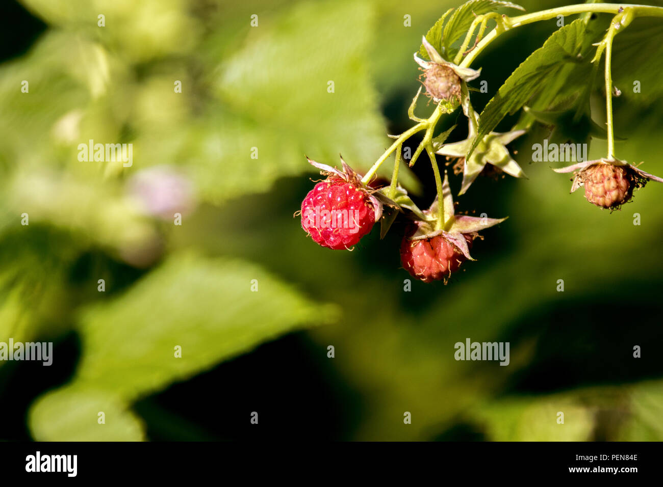 Ukraine garten -Fotos und -Bildmaterial in hoher Auflösung – Alamy