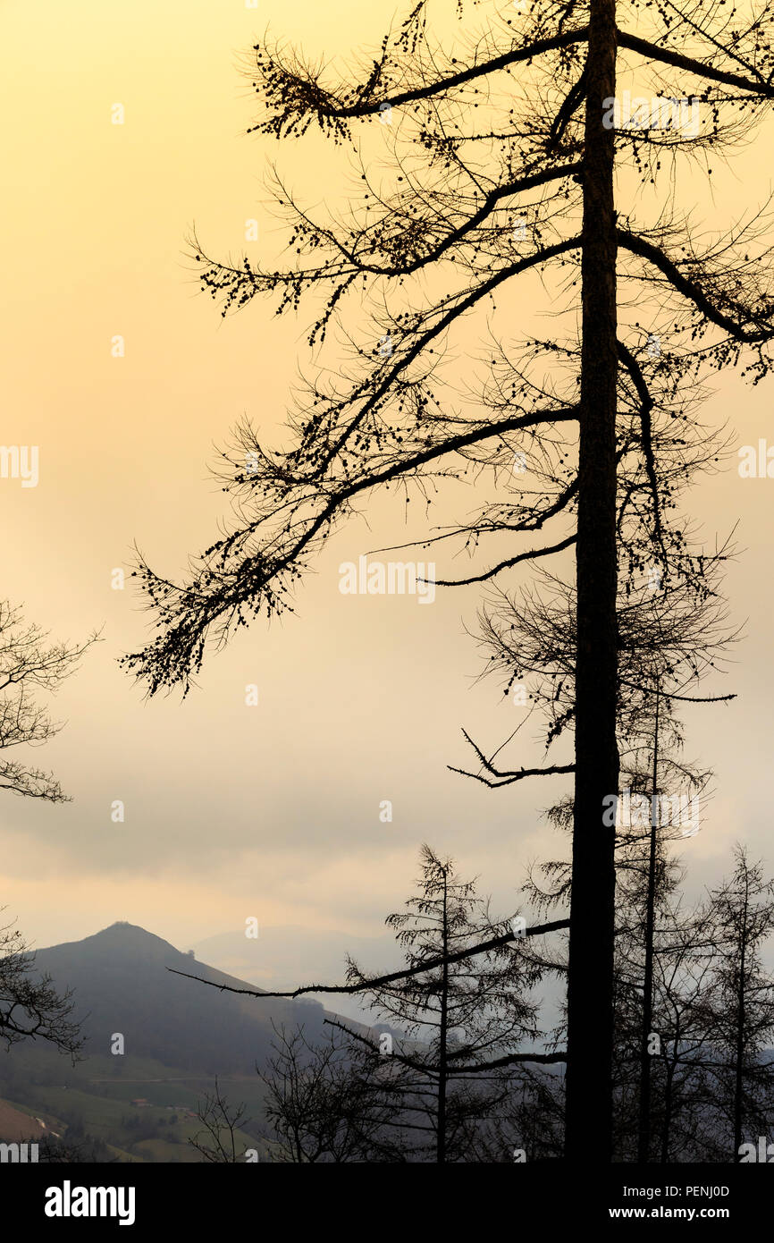Nadelbaum wald -Fotos und -Bildmaterial in hoher Auflösung – Alamy