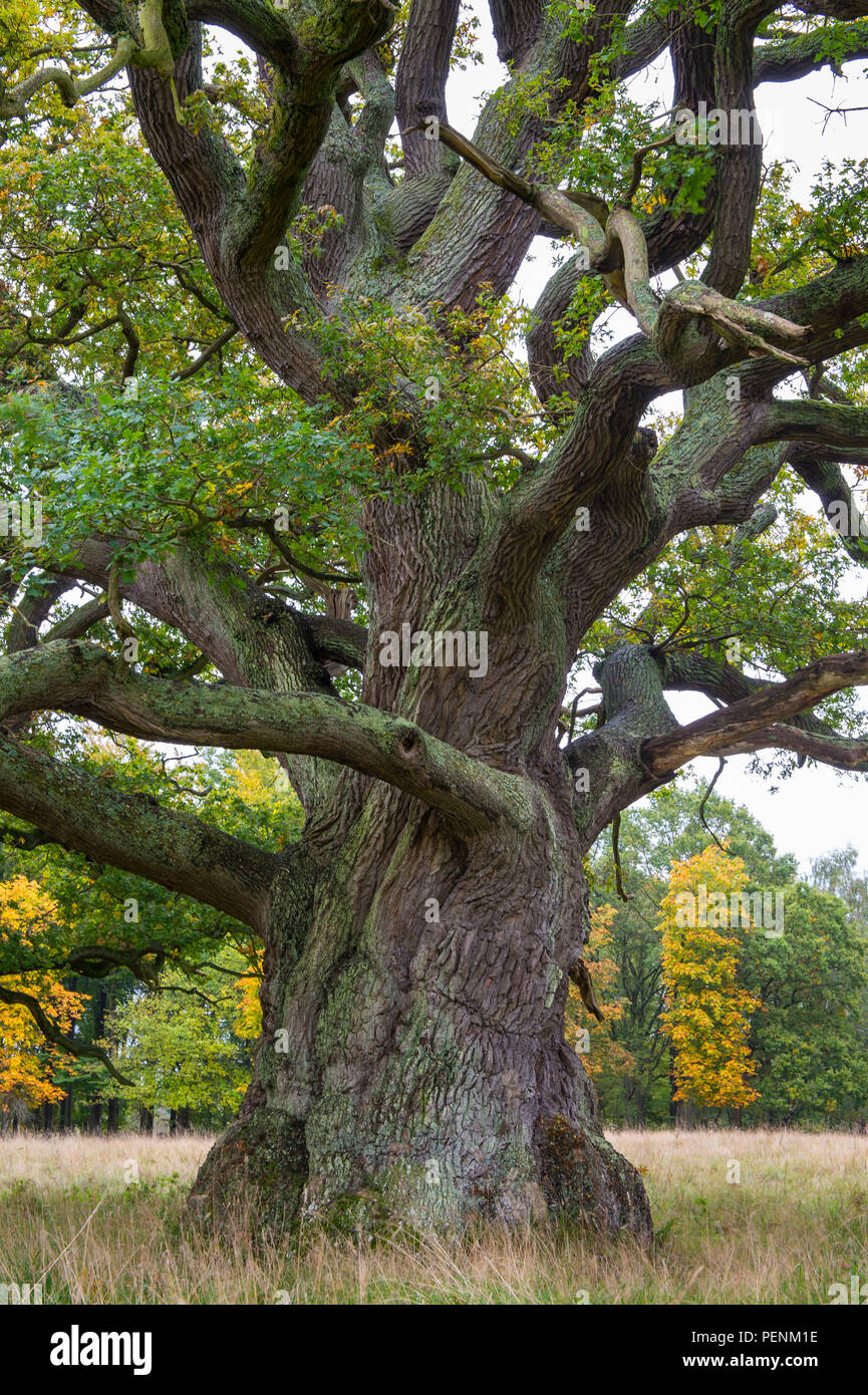 Die alte eiche -Fotos und -Bildmaterial in hoher Auflösung – Alamy