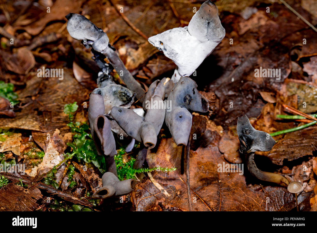 Helvella atra -Fotos und -Bildmaterial in hoher Auflösung – Alamy
