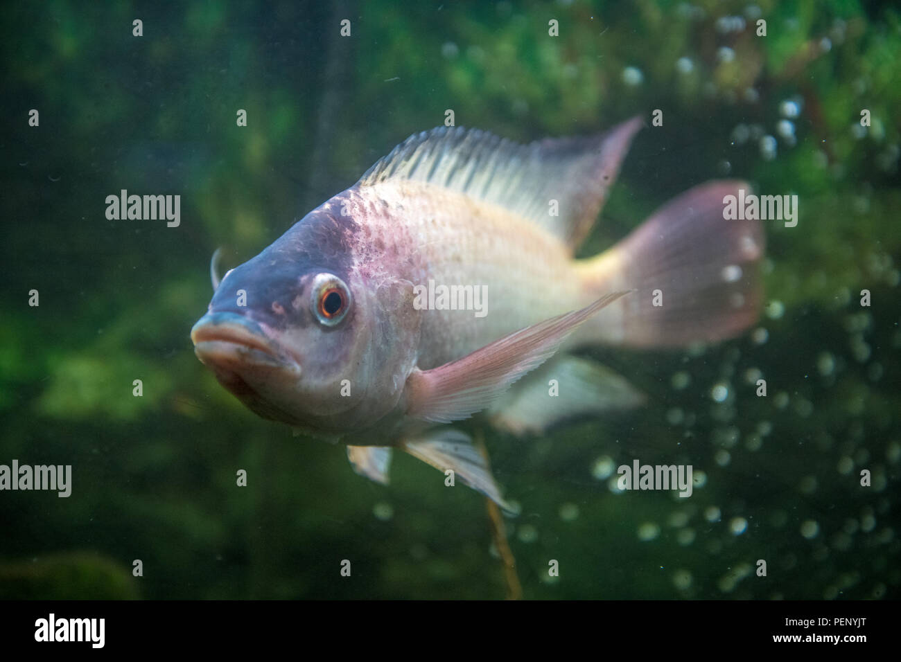 Tilapia Fish Africa Stockfotos und -bilder Kaufen - Alamy