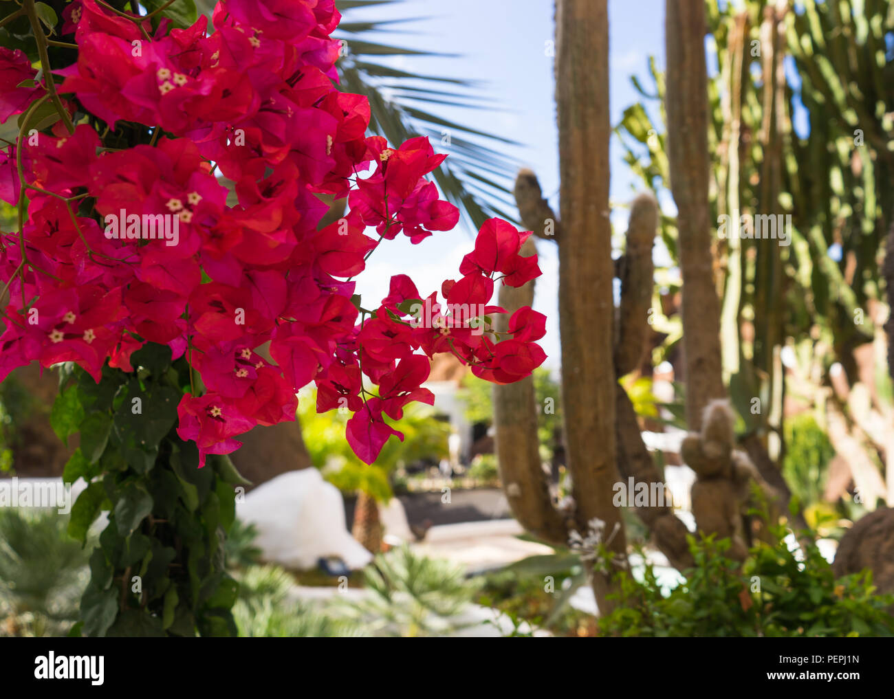 Bougainvillea dunkel -Fotos und -Bildmaterial in hoher Auflösung – Alamy