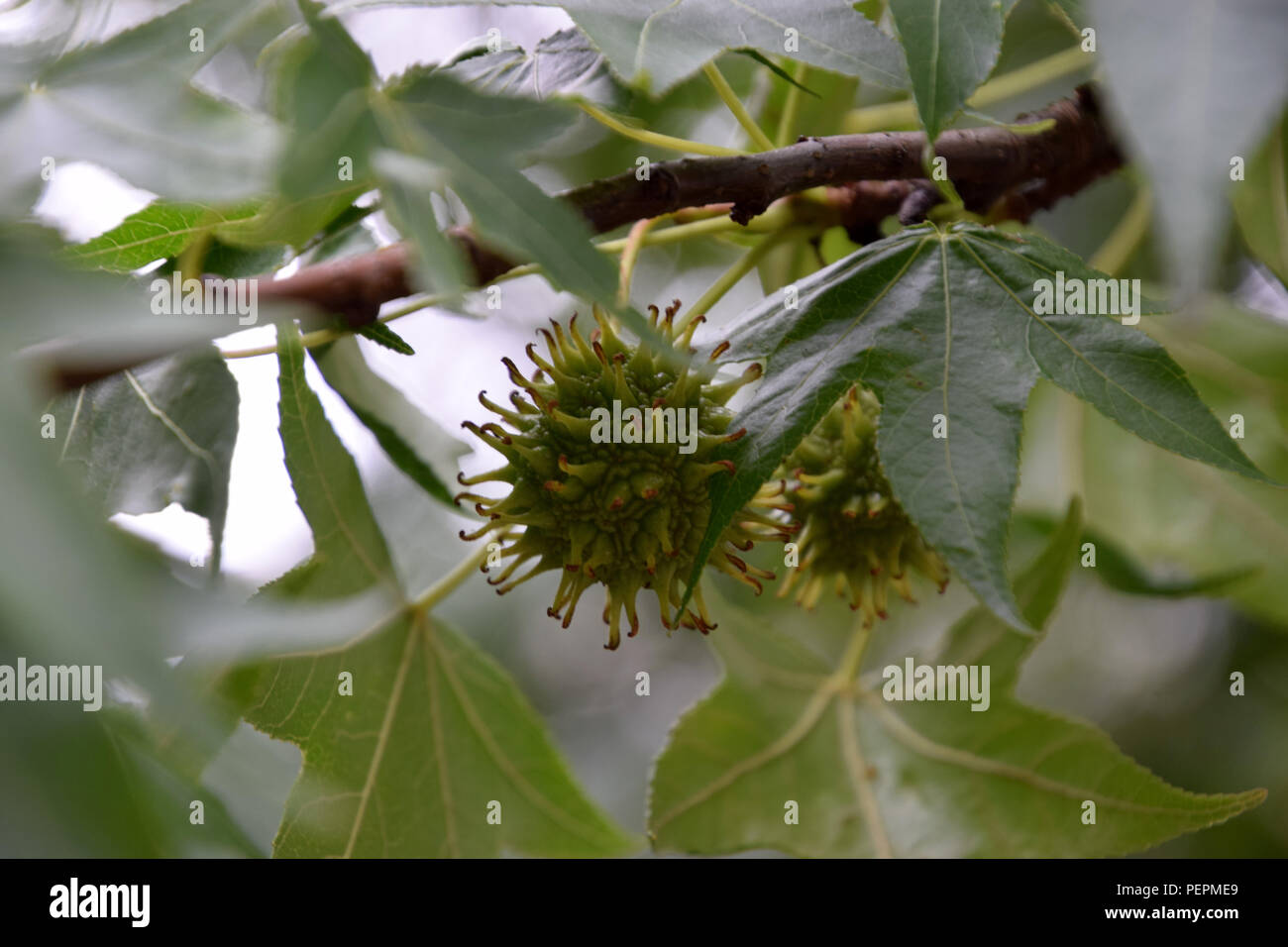 Grüne Samen mit stacheligen Oberfläche einer redgum Baum Liquidambar ...