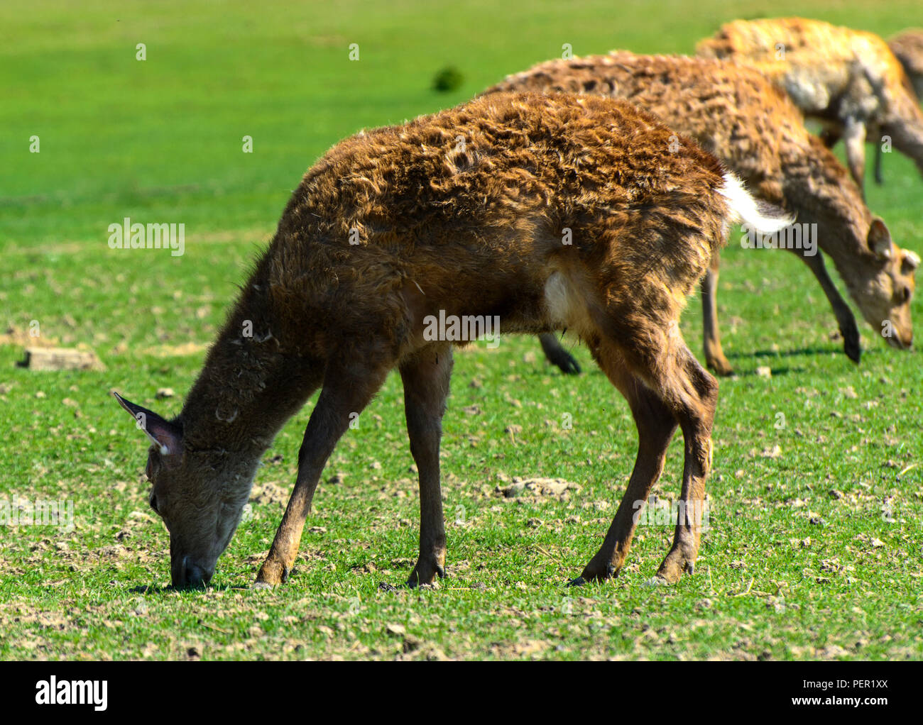 Eine einzigartige Periode der Mauser Hirsche. Die Hirsche verliert ...