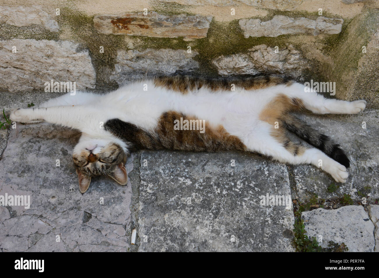 Cats Of Kotor Stockfotos und -bilder Kaufen - Alamy